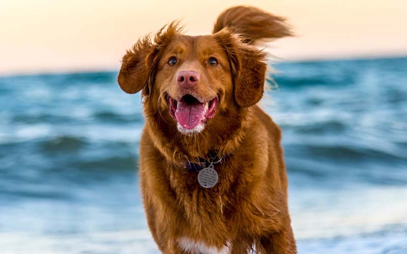 Why Raw? - Totally Raw Pet Food